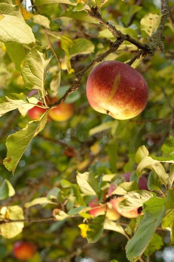 Ripe apples in tree stock image. Image of apple, ripe - 11324541