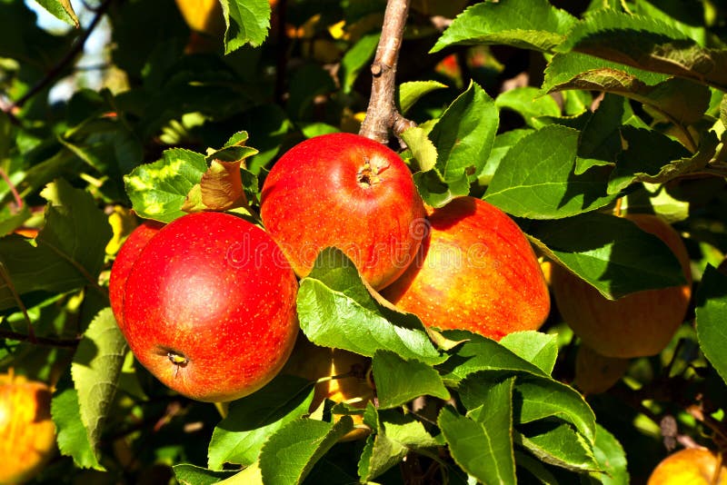 Ripe apples at the tree stock image. Image of farmer - 22940677