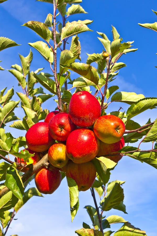 Ripe apples at the tree stock photo. Image of gardening - 23198704
