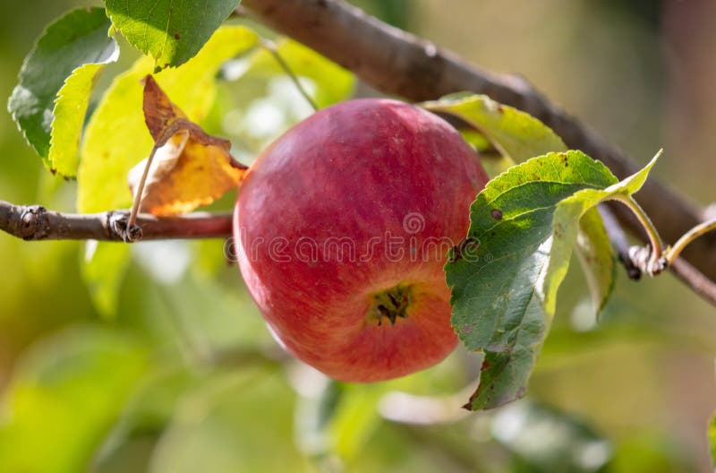 Ripe Apples on a Tree Branch. Stock Photo - Image of fruit, ripe: 218130144