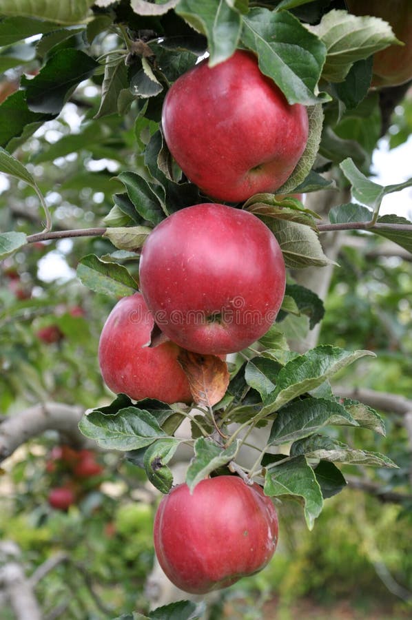 Ripe apples on a tree stock photo. Image of green, apples - 83156124