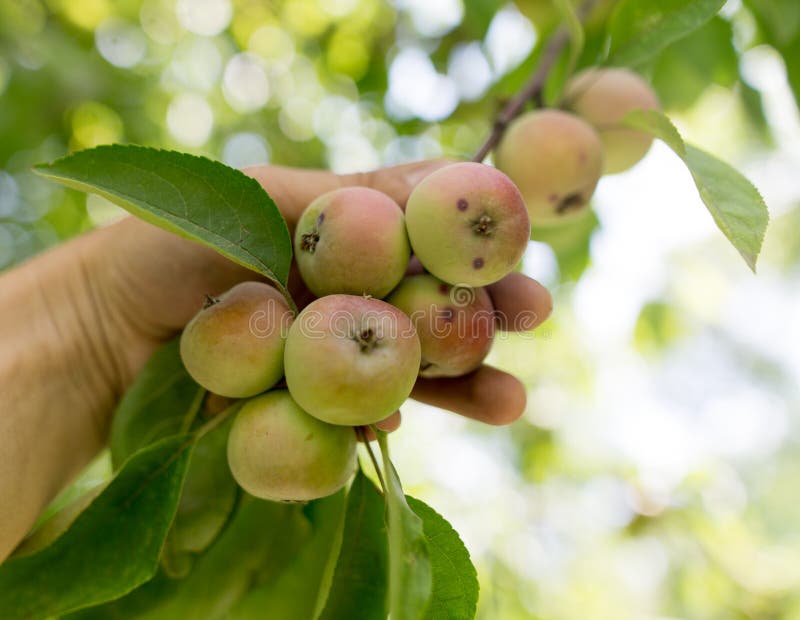 Ripe Apples on a Tree in the Garden Stock Image - Image of color, leaf ...