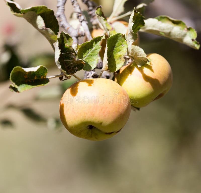 Ripe Apples on the Tree in Nature Stock Photo - Image of harvest ...
