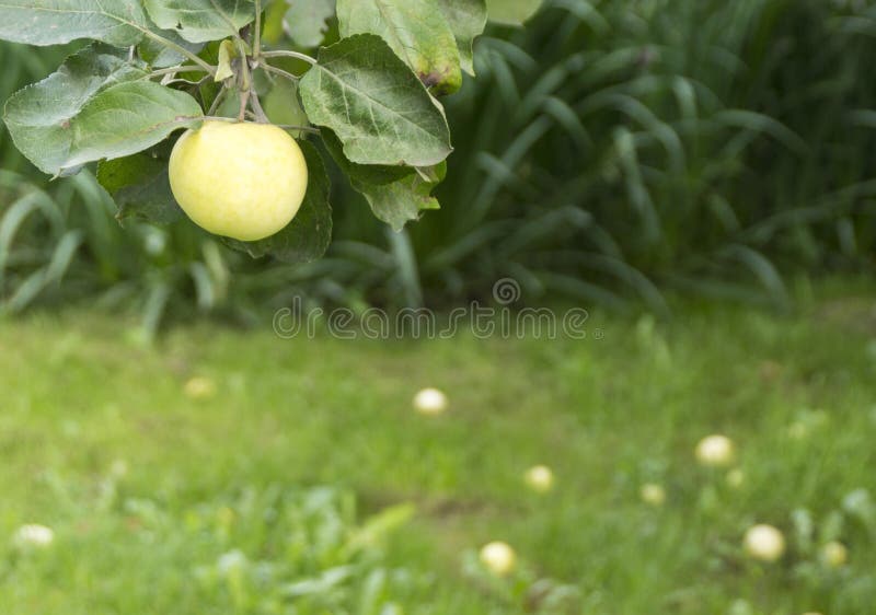 Ripe Apples Under the Apple Tree Stock Photo - Image of fruit, food ...