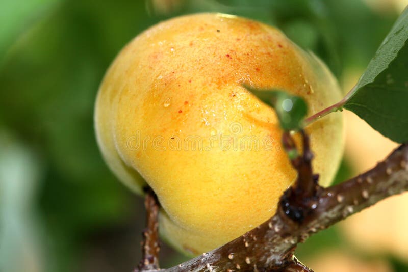 Ripe apricot stock photo. Image of apricot, prunus, garden - 13404598