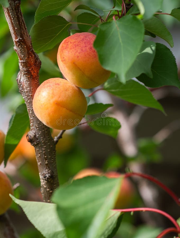Ripe Red Apricots Hanging on the Branches Stock Photo - Image of fruits ...
