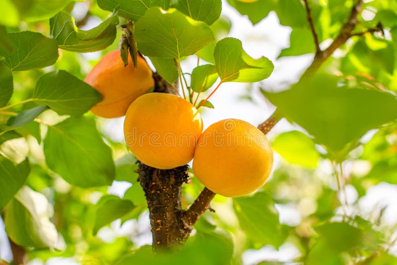 Ripe Red Apricots Hanging on the Branches Stock Photo - Image of fruits ...
