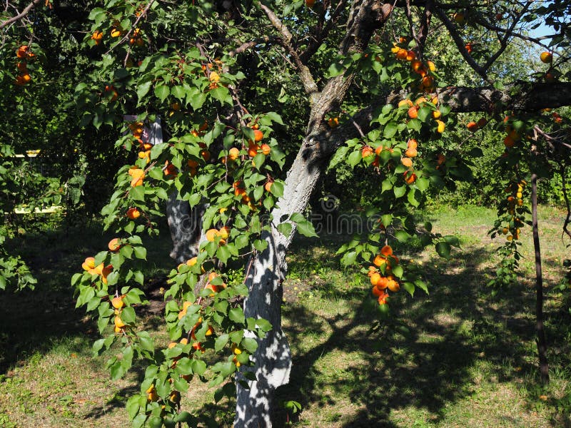 Field with Apricot Trees and a Dirt Path. Apricot Orchard Stock Image ...