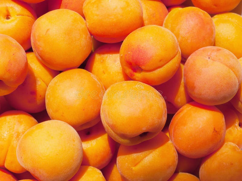 Ripe apricots stock image. Image of summer, food, nutrition - 58330649