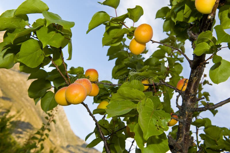 Ripe apricots on tree stock image. Image of multiple, summer - 7653243