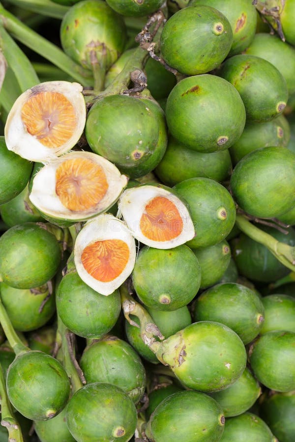 1+ Adakitta Free Stock Photos - StockFreeImages