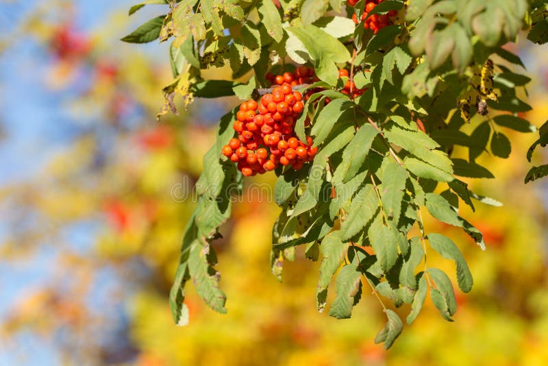 Ripe autumn mountain ash stock image. Image of green - 34589011