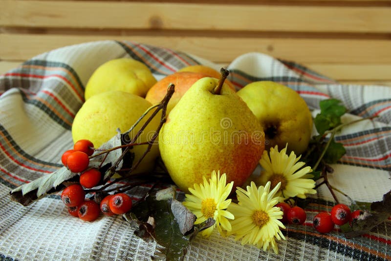 Ripe Autumn Pears and Berries Stock Photo - Image of sweet, fruits ...