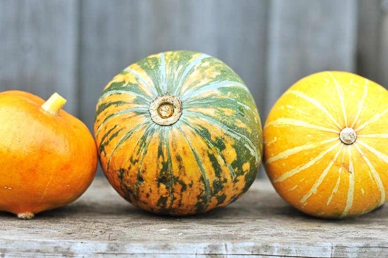 Ripe autumn pumpkins stock image. Image of countryside - 21525947