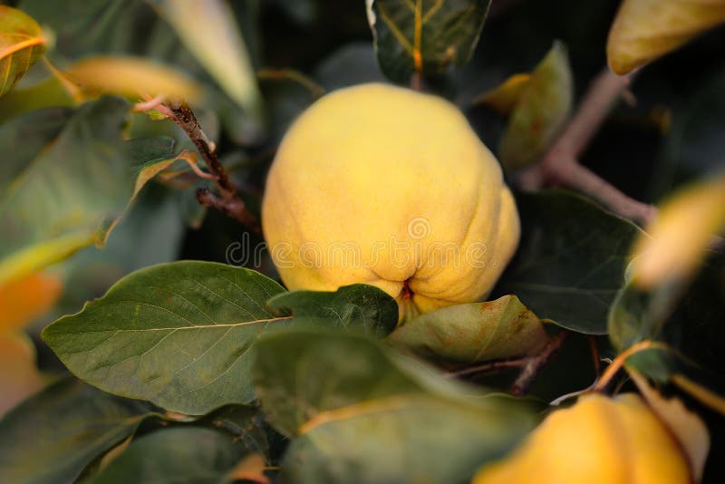 Quince Fruit on Tree Branch Stock Photo - Image of countryside, multi ...