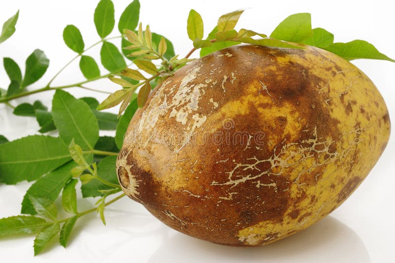 Ripe Bael Fruit in Black Background. Stock Image - Image of juicy ...