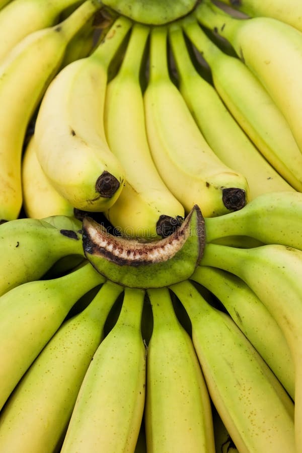 Ripe banana stock photo. Image of rich, yellow, tree - 12666852