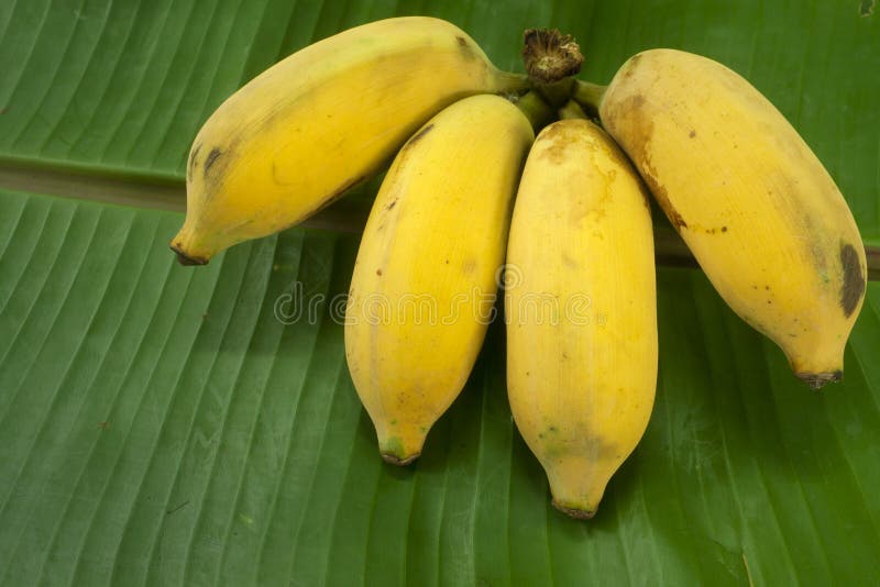 Ripe Banana stock photo. Image of leaf, ripen, yellow - 26754936