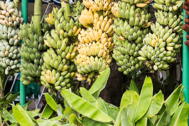 Ripe banana stock photo. Image of green, organic, group - 59172670