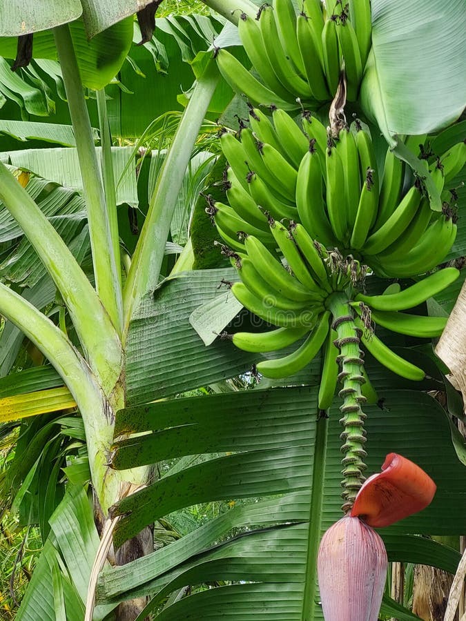 Ripe bananas on the tree stock photo. Image of leaf - 259798148