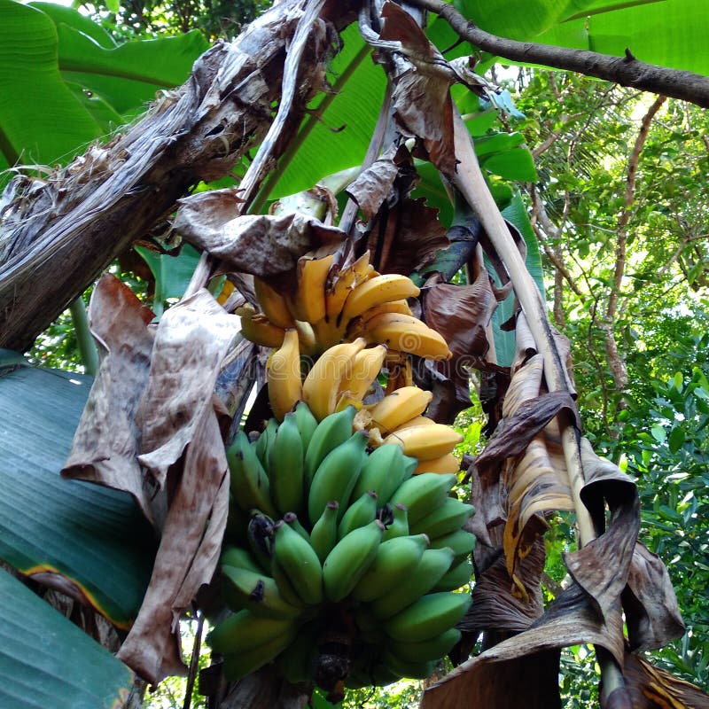 Ripe Bananas on the Tree are Partly Eaten by Fruit Predators Stock ...