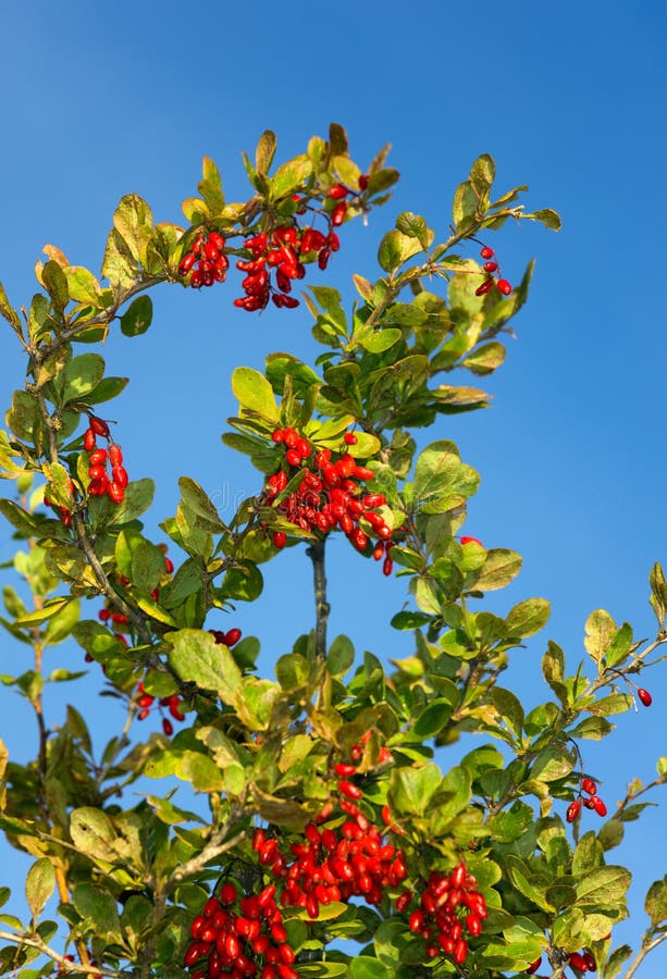 Ripe Red Barberry Berries Powdered with a Snow Stock Photo - Image of ...