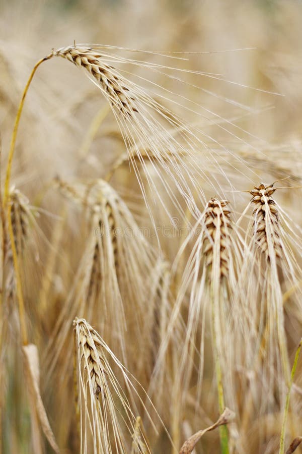 Ripe barley stock image. Image of grain, gold, golden - 3195915