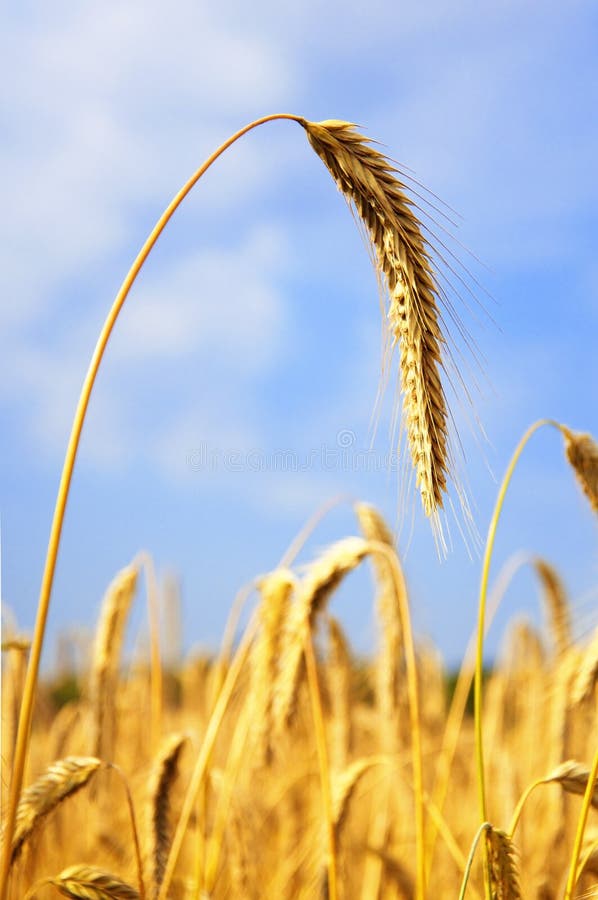 Ripe Barley stock image. Image of outside, crops, harvest - 32488741