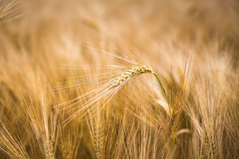 Ripe Barley stock photo. Image of gold, harvest, grain - 4101318