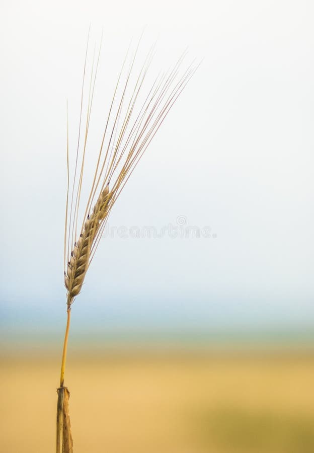 Ripe Barley Ready To Be Harvested. Stock Image - Image of farmland ...