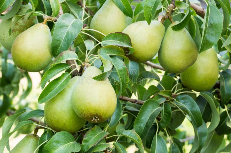 Ripe Red Pears on Tree Ready To Harvest Stock Photo - Image of cooking ...