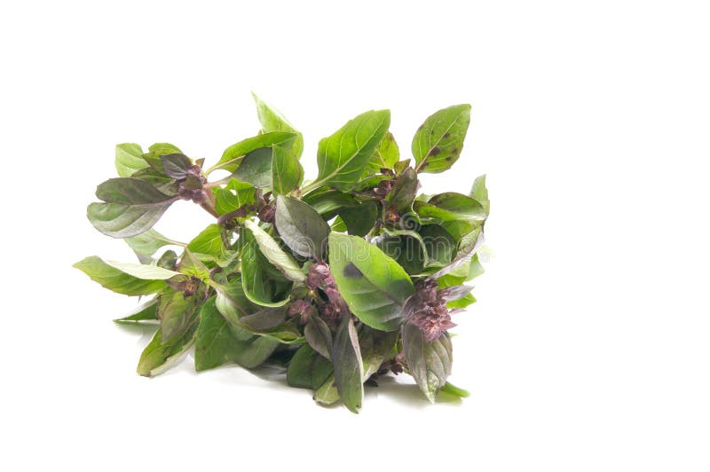 Ripe basil on a white. stock photo. Image of herbal, herb - 11655494