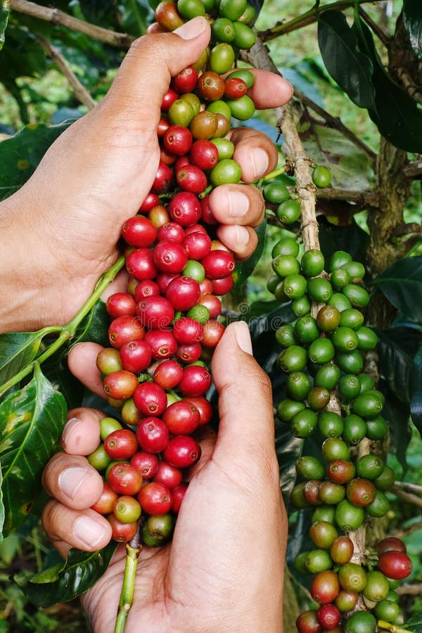 Ripe Beans Ready for Harvest Stock Image - Image of outdoors, coffee ...