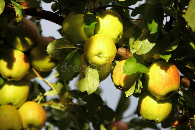 Ripe, Beautiful Apples on the Branches of Apple Tree Stock Photo ...