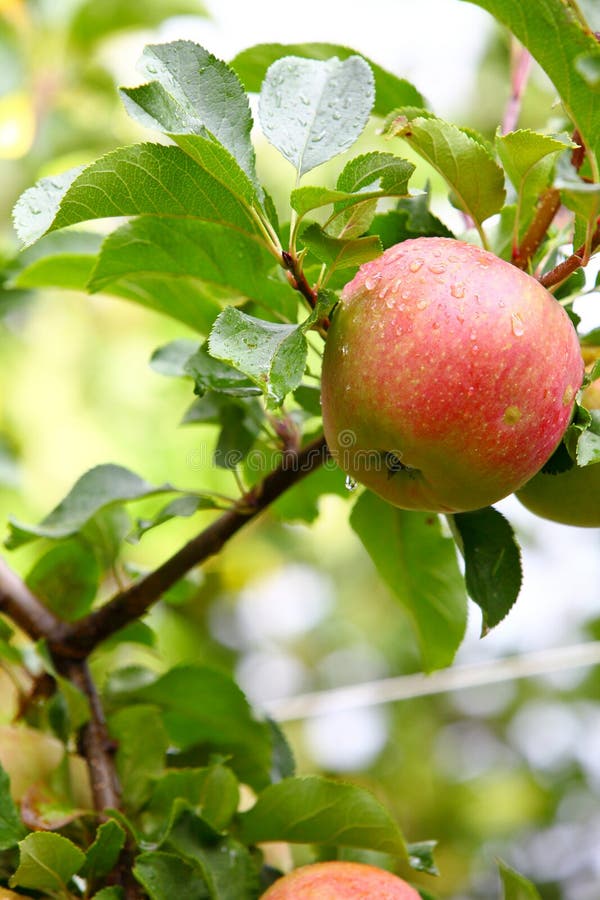 Ripe, Beautiful Apples on the Branches of Tree Stock Image - Image of ...