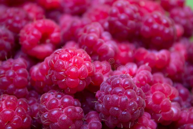 Ripe and Beautiful Raspberries - Texture Stock Image - Image of leaf ...