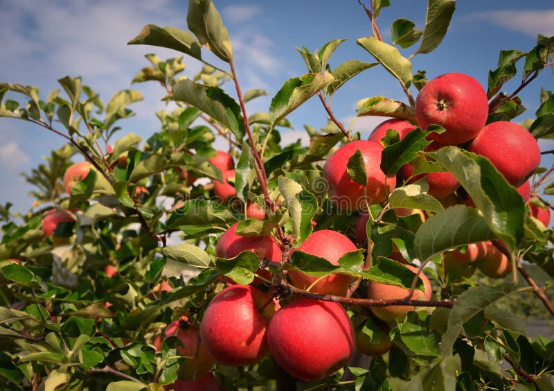 Ripe Beautiful Red Apples on Apple Tree Stock Illustration ...