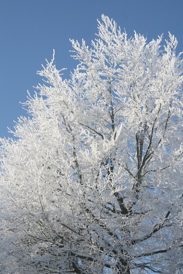 Christmas Card of a Frosted Beech Tree Wth Ripe Stock Image - Image of ...