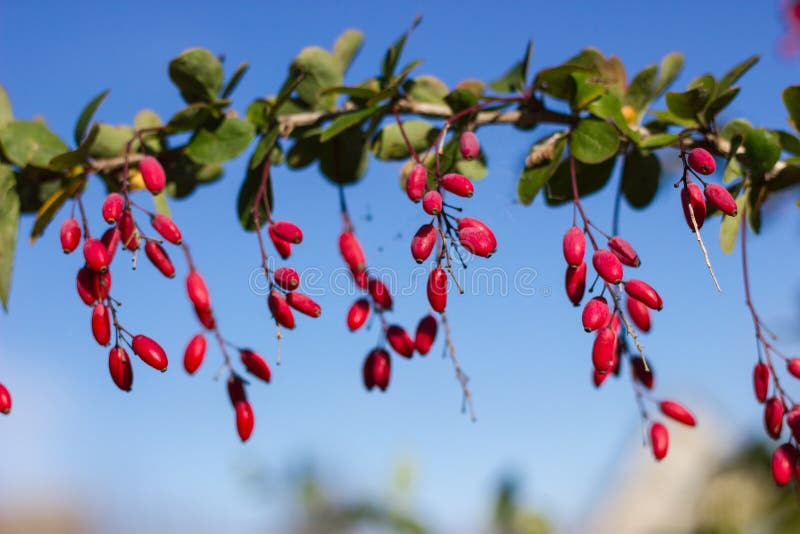 Ripe berries of barberry stock photo. Image of autumn - 26920286
