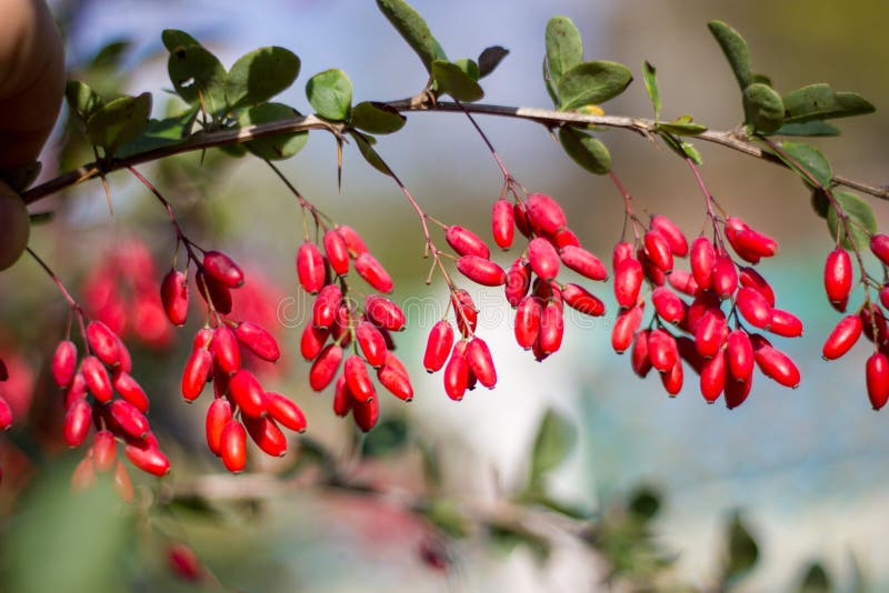 Ripe berries of barberry stock image. Image of food, bush - 26920511