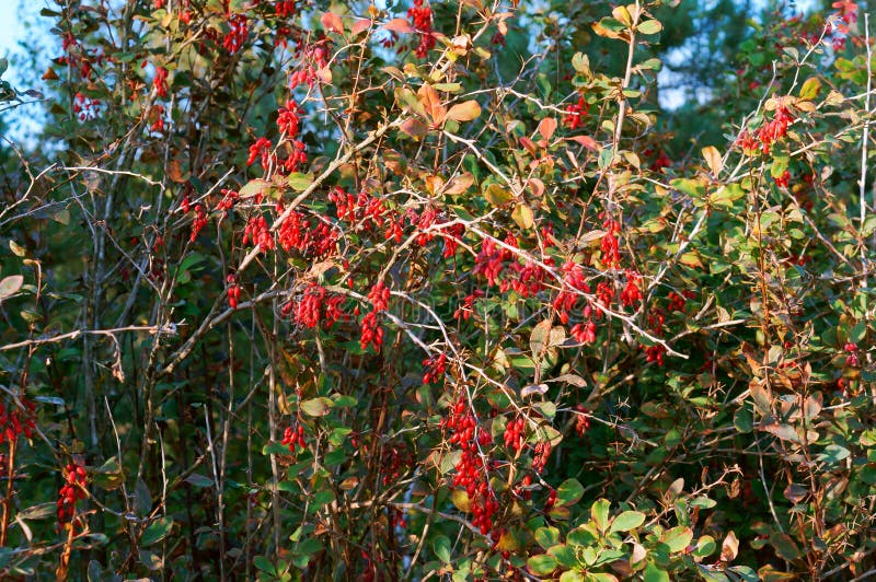 Ripe Berries On A Wild Barberry Bush. Stock Photo - Image of colors ...