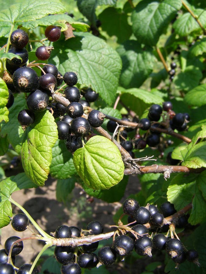Ripe Berries of Chokeberry or Aronia Melanocarp on a Tree Branch Stock ...