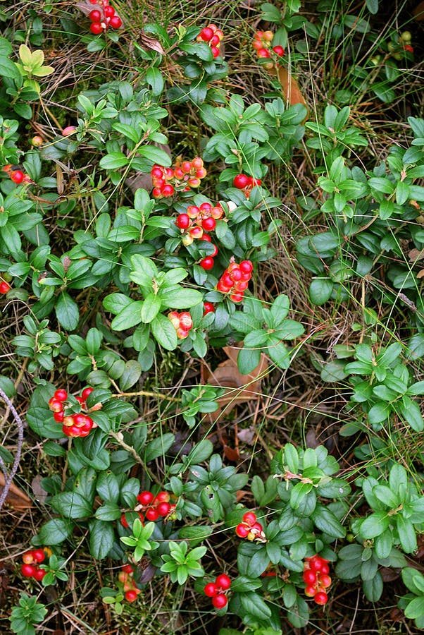 Partridge Berry stock photo. Image of colorful, forest - 79974724