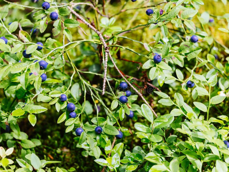 Wild Bilberry Bush Forest Stock Images - Download 1,238 Royalty Free Photos