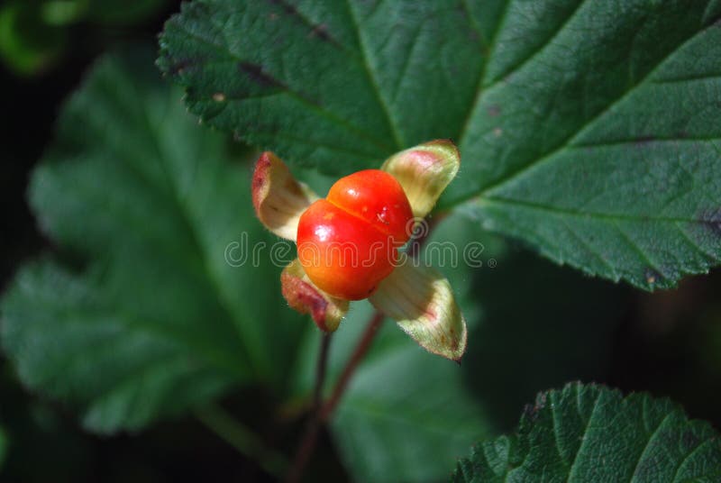 Ripe berry cloudberry stock photo. Image of herb, bush - 32438388