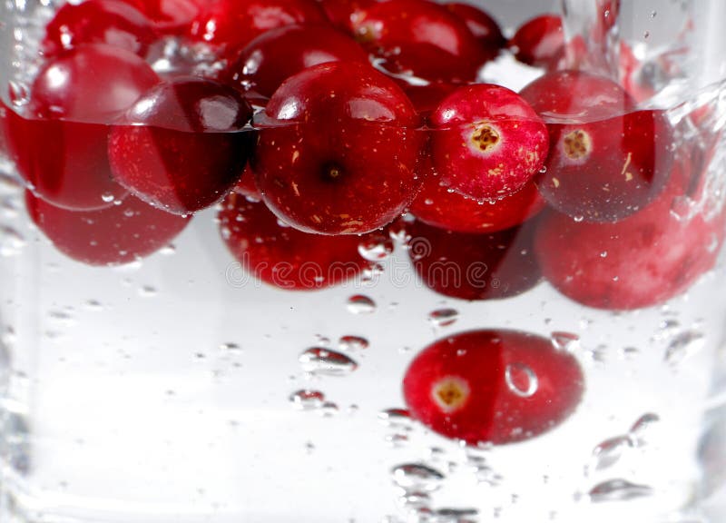 Ripe berry cranberry stock photo. Image of macro, drop - 19836174