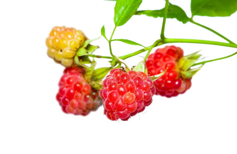 Ripe Berry of a Raspberry on a Branch Stock Photo - Image of healthy ...