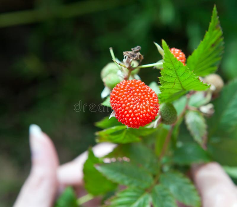 Ripe Berry of a Raspberry (Rubus) on a Branch Stock Photo - Image of ...