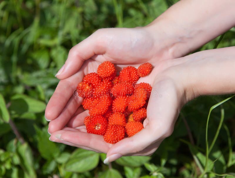 Ripe Berry of a Raspberry (Rubus) on a Branch Stock Image - Image of ...