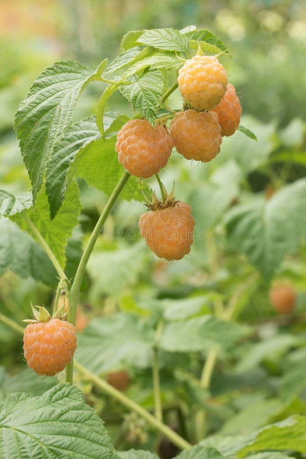 Ripe Berry Yellow Raspberry on a Branch Stock Photo - Image of ...